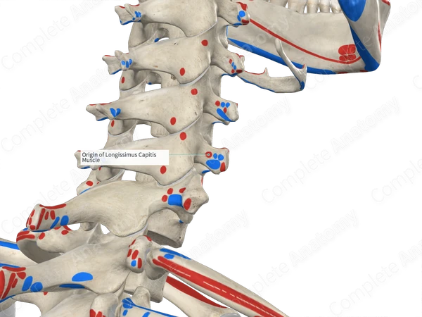 Origin of Longissimus Capitis Muscle | Complete Anatomy