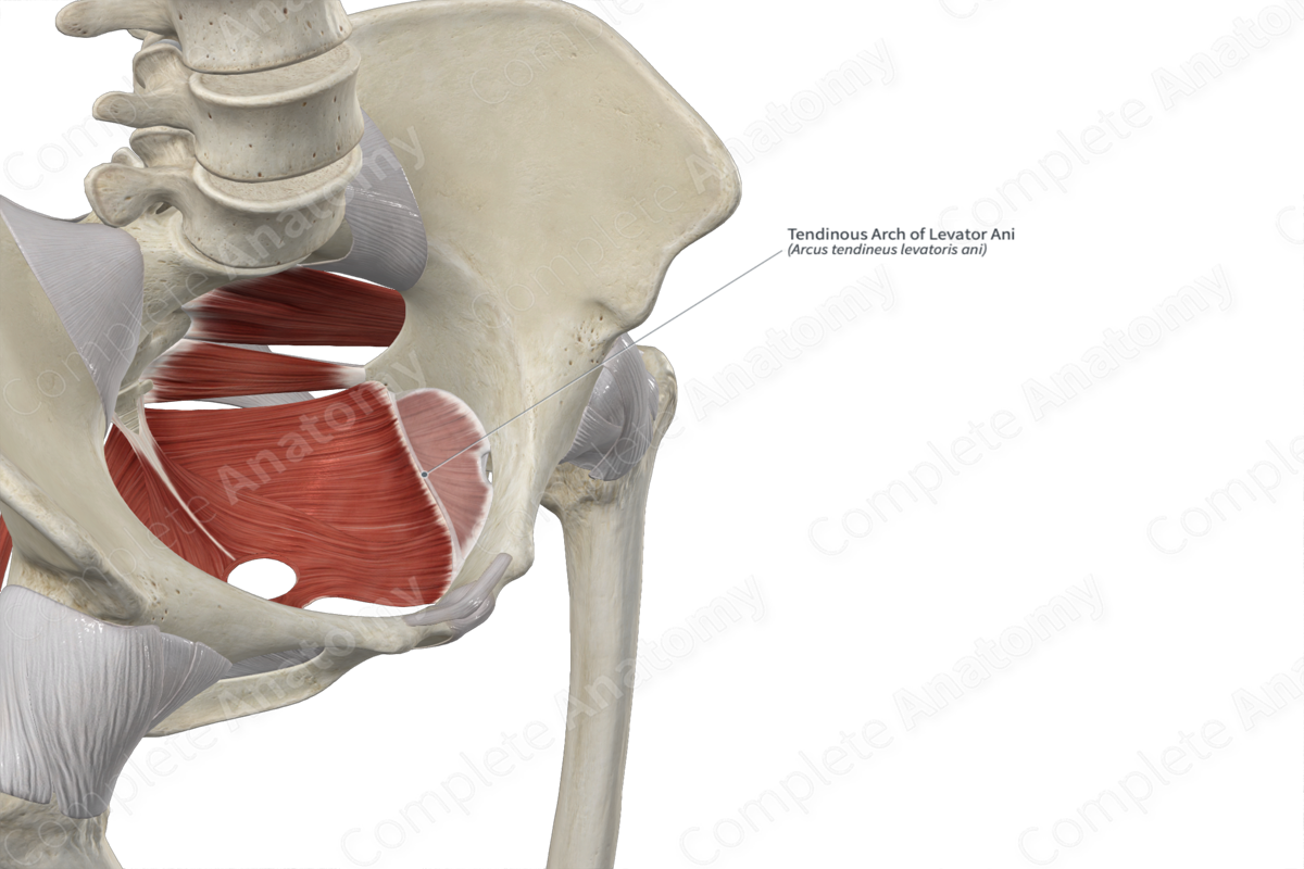 Tendinous Arch of Levator Ani | Complete Anatomy
