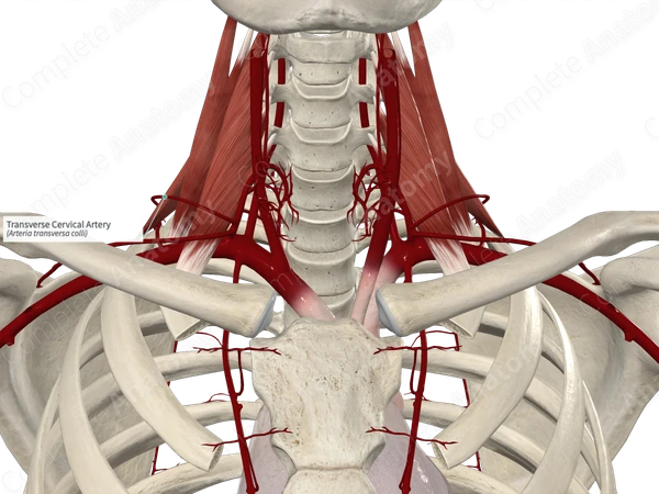 Transverse Cervical Artery | Complete Anatomy