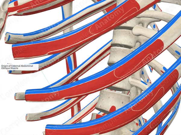 Origin of External Abdominal Oblique Muscle | Complete Anatomy
