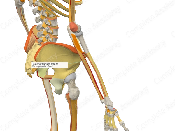 Posterior Surface of Ulna | Complete Anatomy