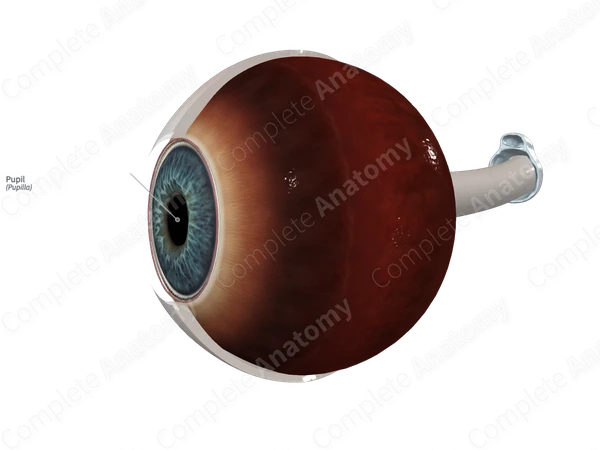 Pupil | Complete Anatomy
