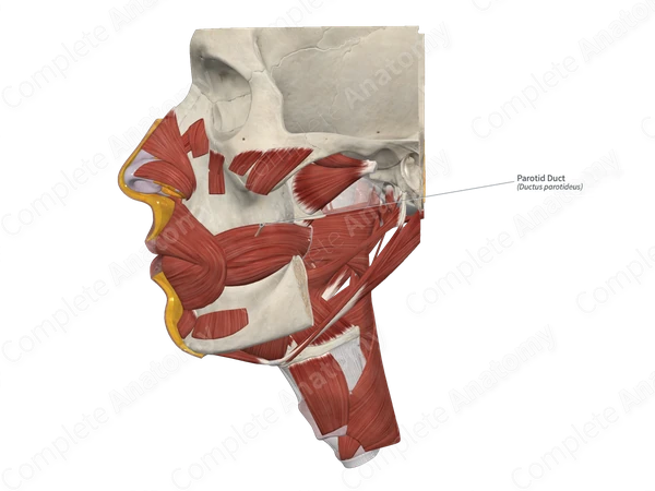 Parotid Duct | Complete Anatomy