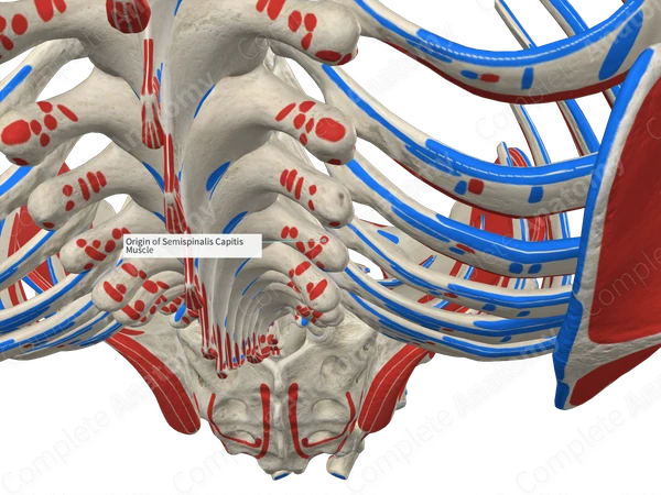 Origin of Semispinalis Capitis Muscle | Complete Anatomy