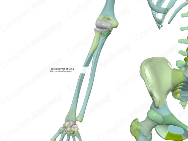 Proximal Part of Ulna | Complete Anatomy
