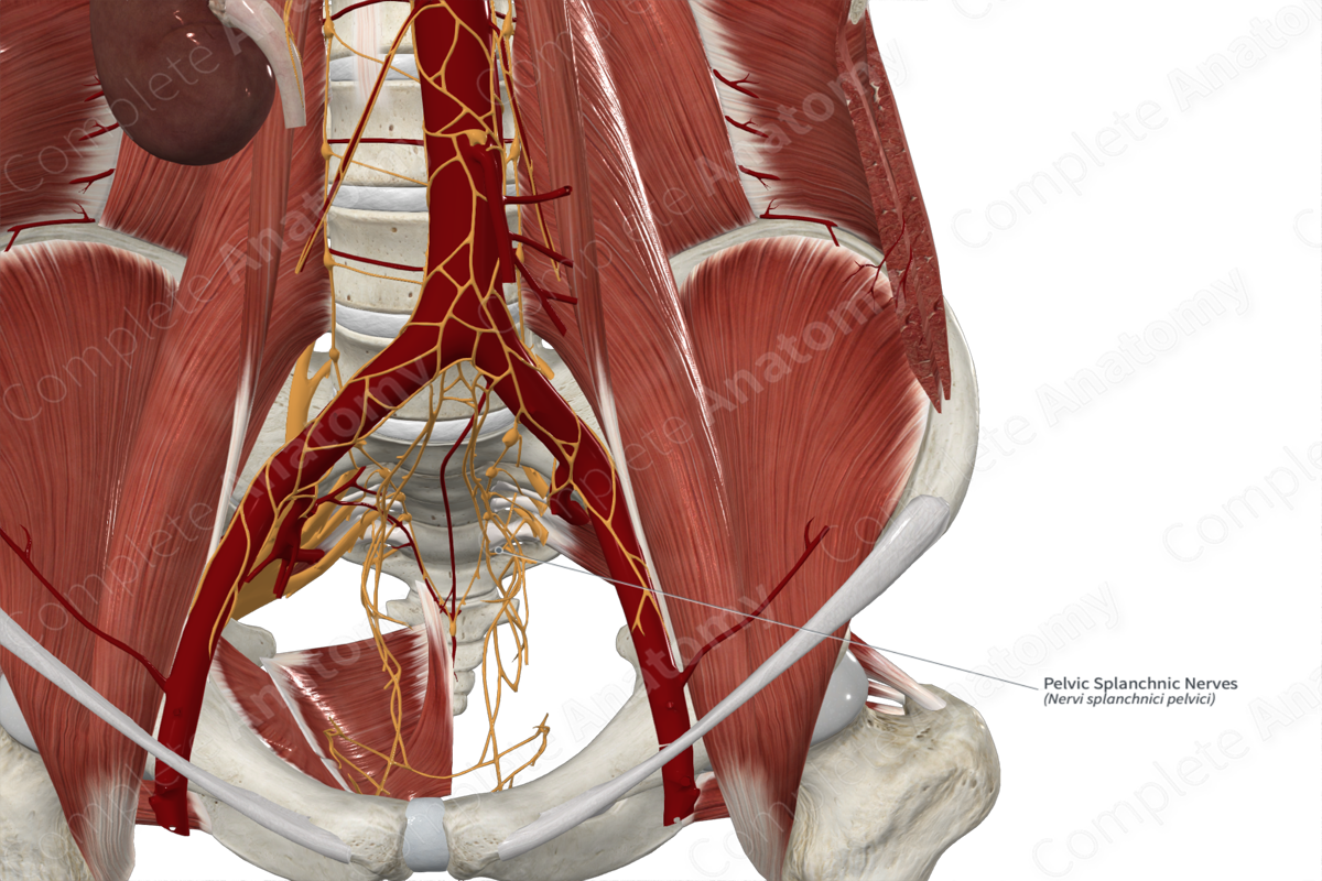Pelvic Splanchnic Nerves Complete Anatomy