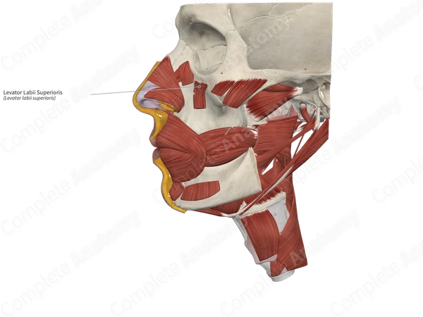 Levator Labii Superioris | Complete Anatomy