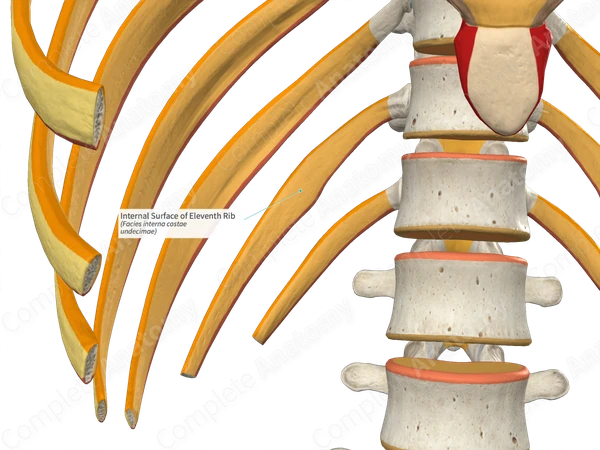 Internal Surface of Eleventh Rib | Complete Anatomy