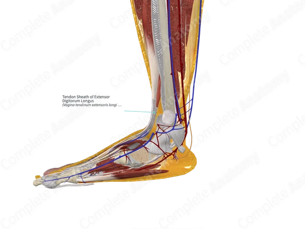 Extensor Digitorum Longus Location