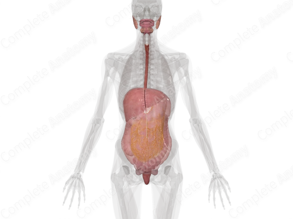 Digestive System | Complete Anatomy