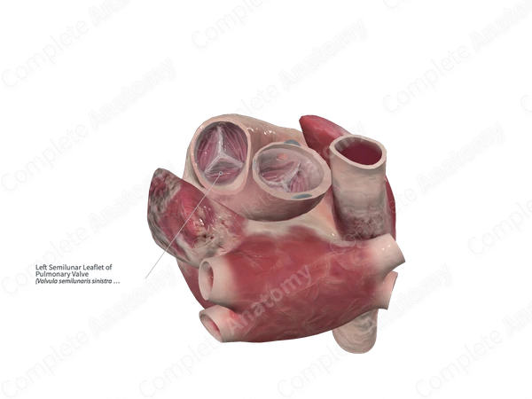 Valvula Semilunar Pulmonar Semilunar Valves