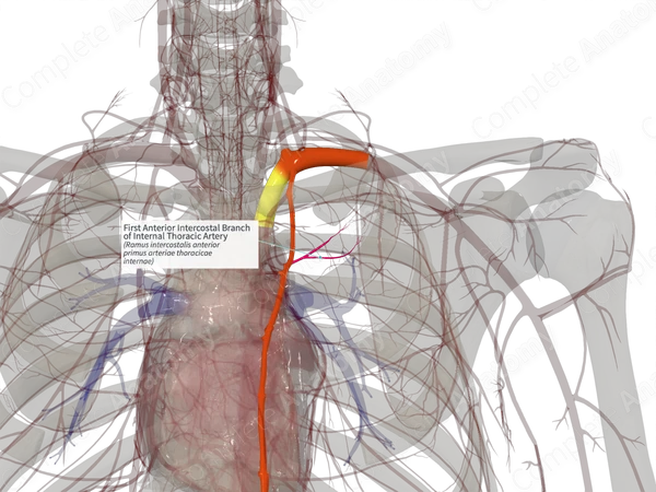 First Anterior Intercostal Branch of Internal Thoracic Artery (Right ...