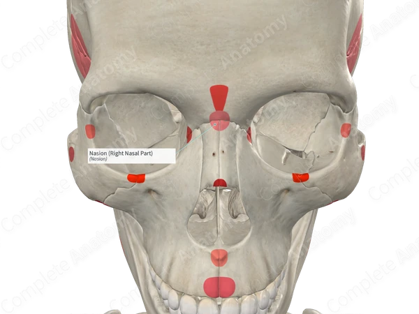 Nasion (Right Nasal Part) | Complete Anatomy