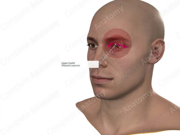 Palpebra Lacrimal Gland An Overview | ScienceDirect Topics