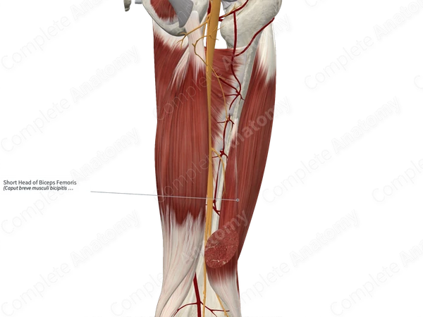 Biceps Femoris Origin And Insertion