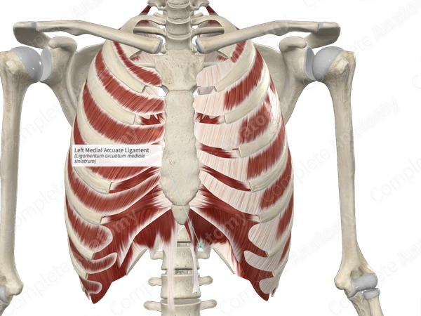 Left Medial Arcuate Ligament | Complete Anatomy