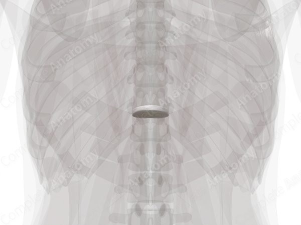 Intervertebral Disc (T11-T12) | Complete Anatomy