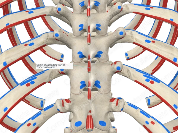 Origin of Ascending Part of Trapezius Muscle | Complete Anatomy
