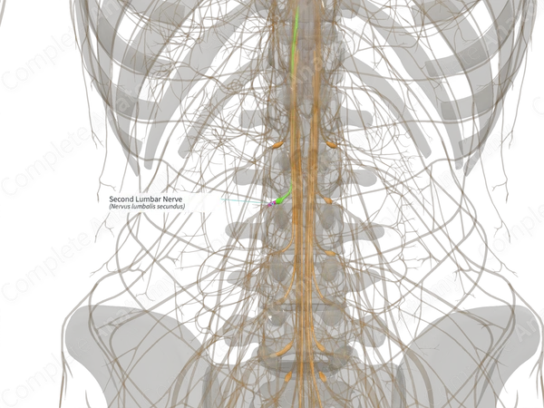 Second Lumbar Nerve (Left) | Complete Anatomy