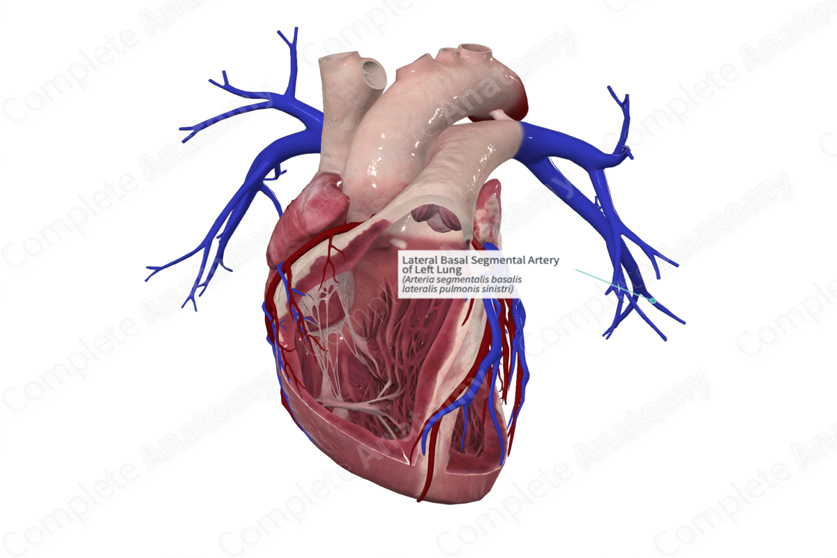 Lateral Basal Segmental Artery Of Left Lung Complete Anatomy