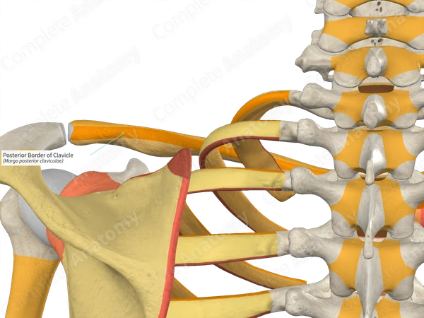 Posterior Border of Clavicle | Complete Anatomy