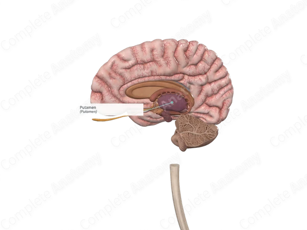 Putamen | Complete Anatomy