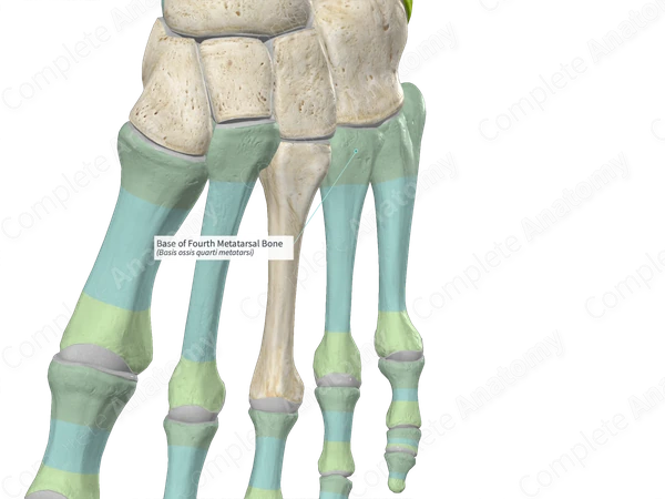 Base of Fourth Metatarsal Bone | Complete Anatomy