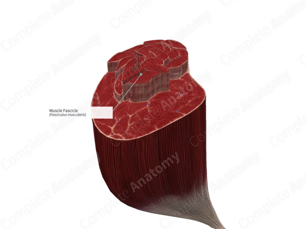 Muscle Fascicle | Complete Anatomy