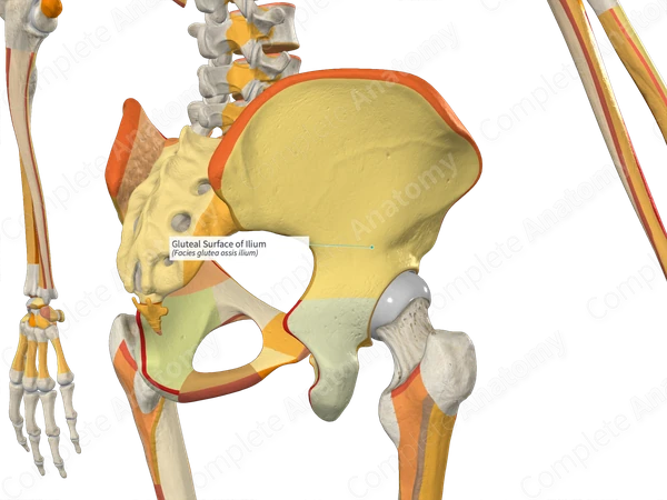 Gluteal Surface of Ilium | Complete Anatomy