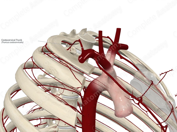Costocervical Trunk Thyrocervical Trunk | Complete Anatomy