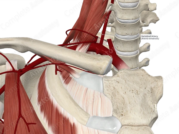 Vertebral Artery | Complete Anatomy