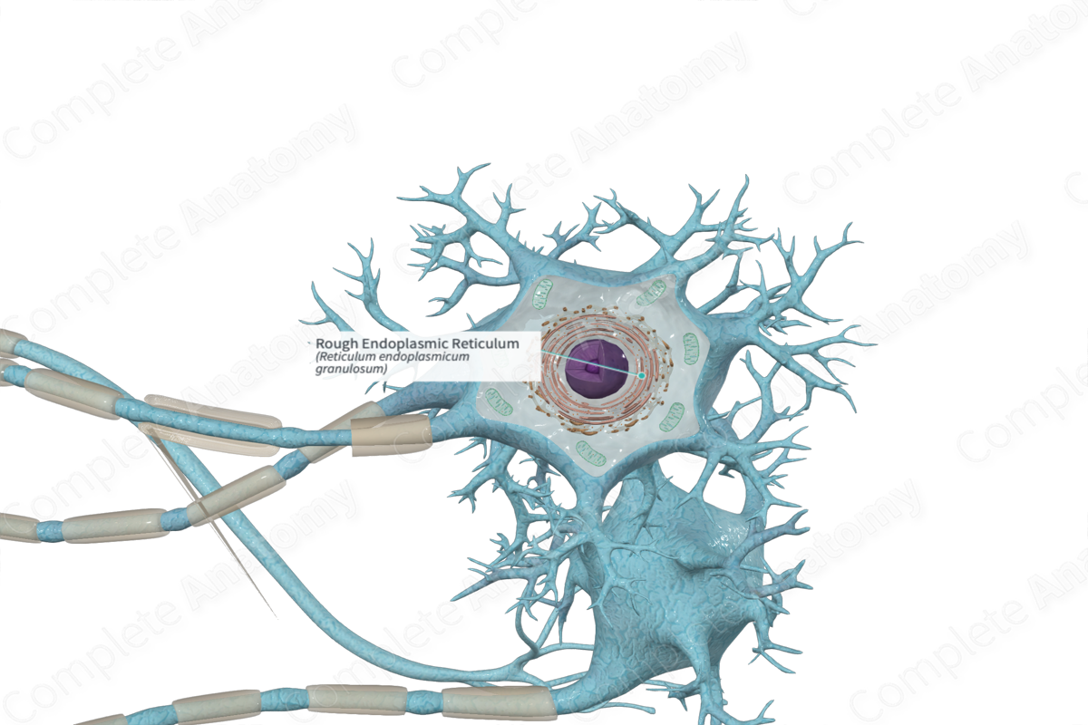 Rough Endoplasmic Reticulum | Complete Anatomy