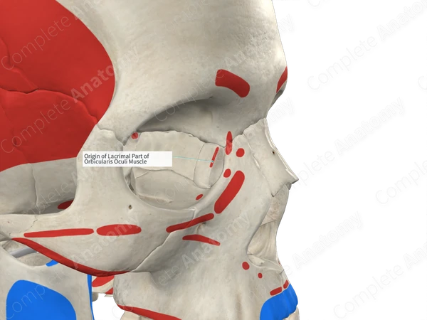 Origin of Lacrimal Part of Orbicularis Oculi Muscle | Complete Anatomy