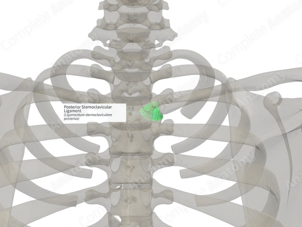 Posterior Sternoclavicular Ligament (Right) | Complete Anatomy