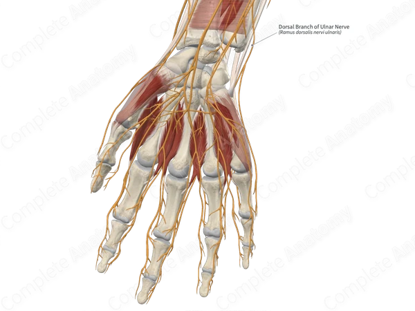Dorsal Branch of Ulnar Nerve | Complete Anatomy