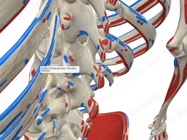 Origin of Interspinales Thoracis Muscles | Complete Anatomy