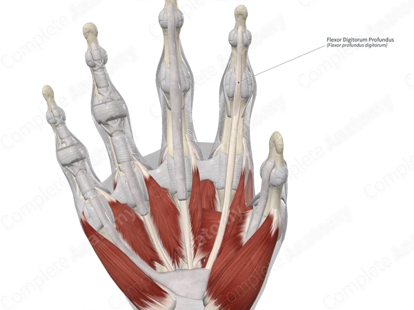 Flexor Digitorum Profundus | Complete Anatomy
