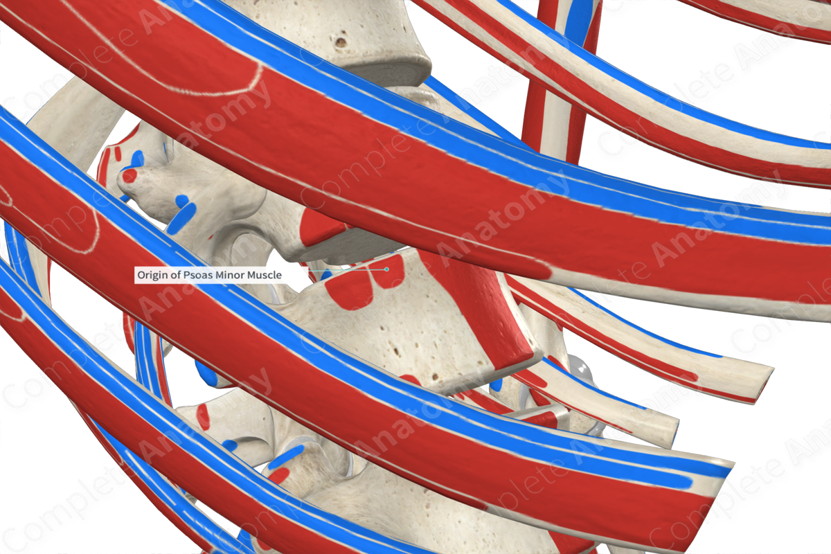 Origin Of Psoas Minor Muscle Complete Anatomy