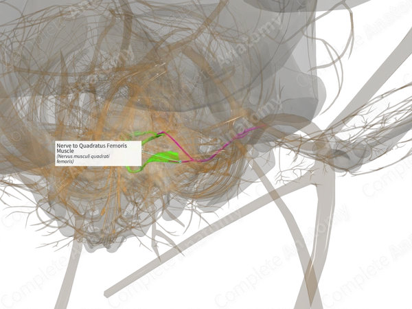 Nerve to Quadratus Femoris Muscle (Left) | Complete Anatomy