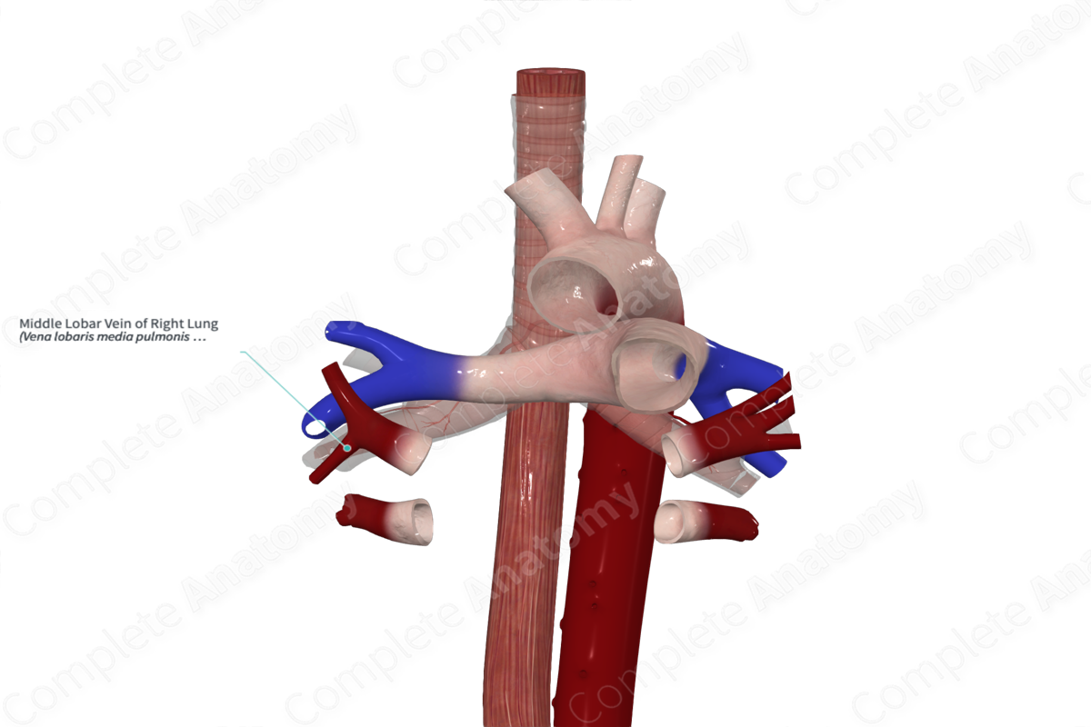Middle Lobar Vein Of Right Lung Complete Anatomy
