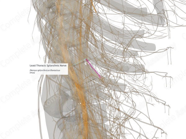 Least Thoracic Splanchnic Nerve (Right) | Complete Anatomy