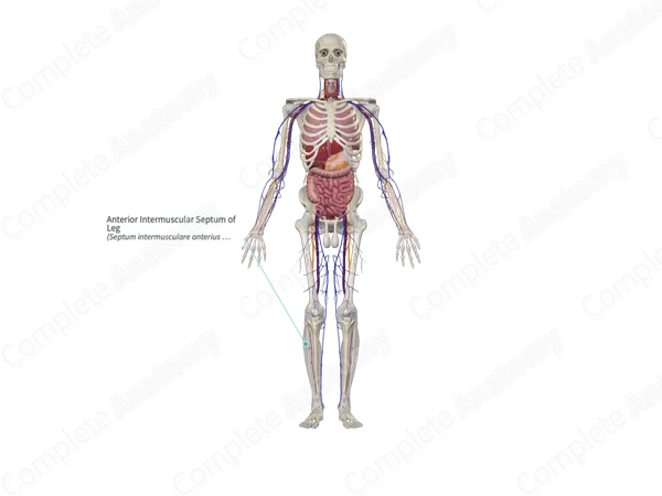 Anterior Intermuscular Septum of Leg | Complete Anatomy