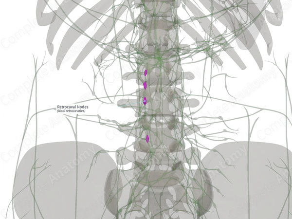 Retrocaval Nodes | Complete Anatomy