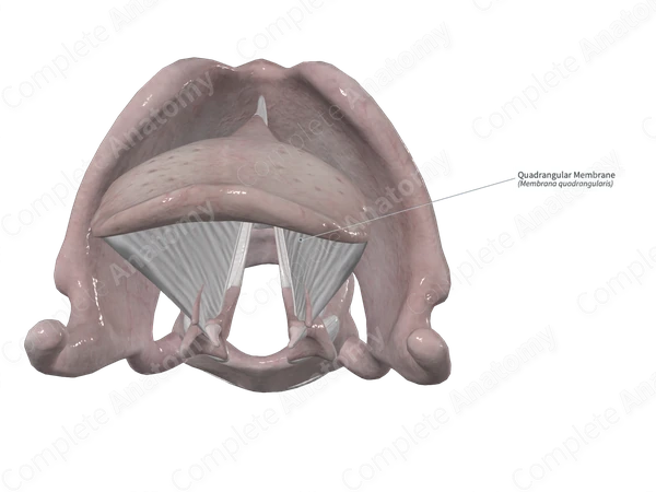Quadrangular Membrane | Complete Anatomy