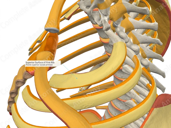Superior Surface of First Rib | Complete Anatomy