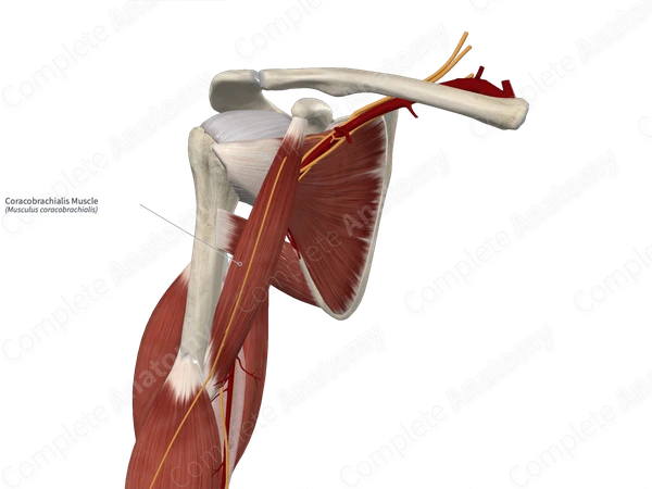 Coracobrachialis Muscle | Complete Anatomy