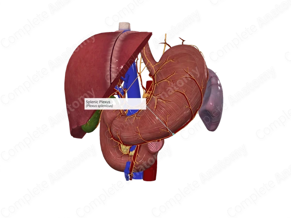 Splenic Plexus | Complete Anatomy