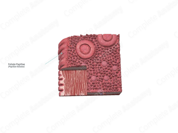 Foliate Papillae | Complete Anatomy