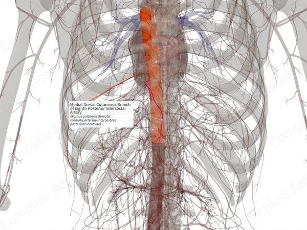 Medial Dorsal Cutaneous Branch of Eighth Posterior Intercostal Artery ...