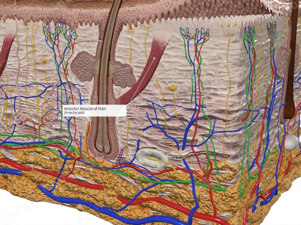Arrector Muscle of Hair | Complete Anatomy